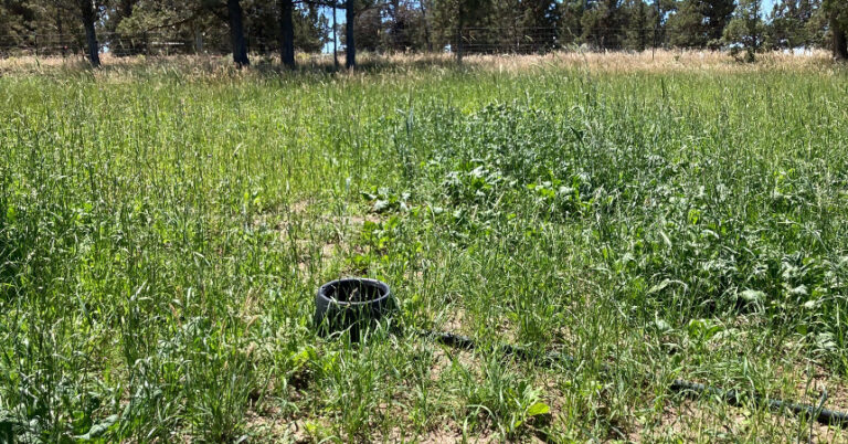 Pod irrigation helps Trinity Ranch convert fallow acres into forage ...
